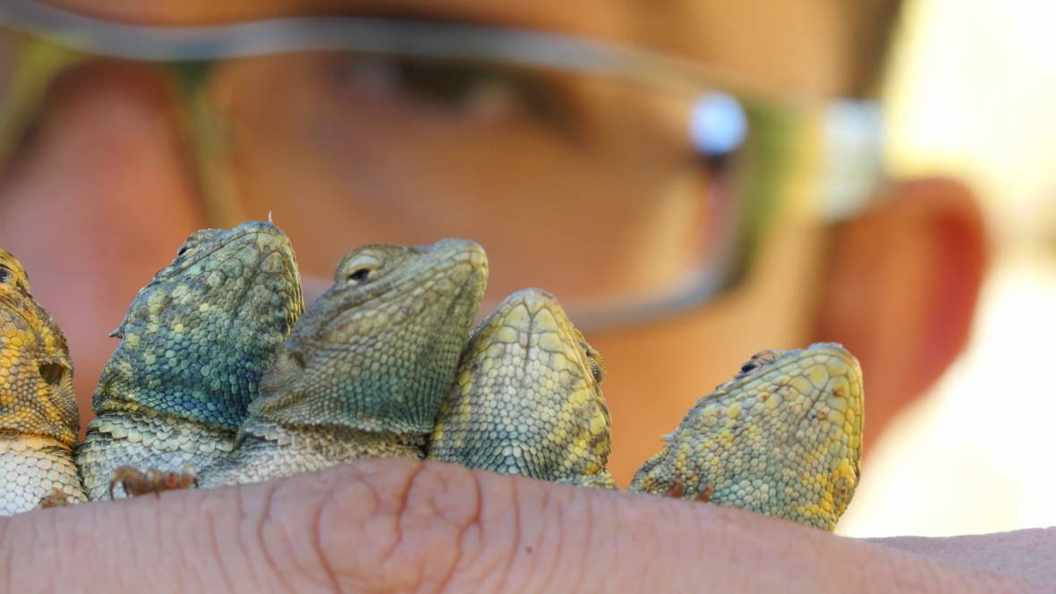 These Lizards Have Been Playing Rock-Paper-Scissors for 15 Million ...