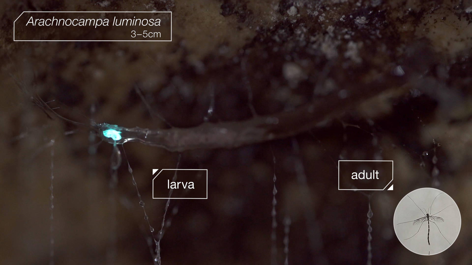 These Carnivorous Worms Catch Bugs by Mimicking the Night Sky | KQED