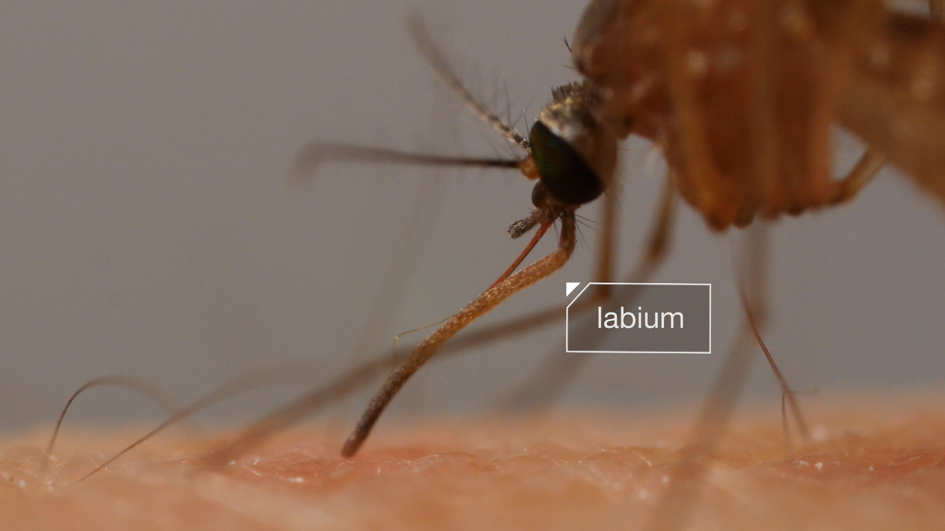 How Mosquitoes Use Six Needles to Suck Your Blood | KQED