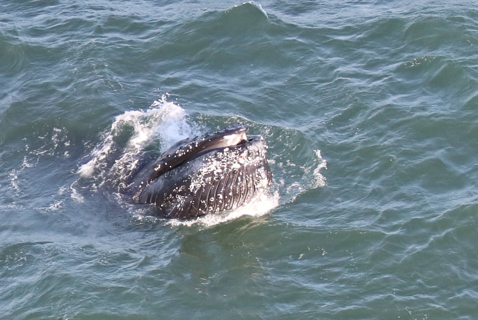 Humpback Whales Exploring the Bay in Unprecedented Numbers | KQED