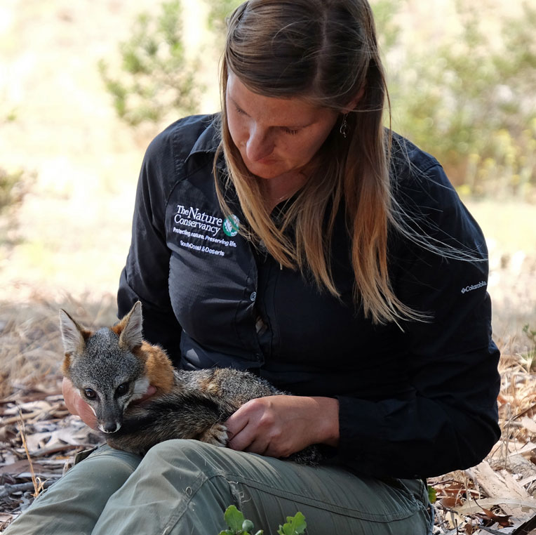 California Fox Makes Fastest Endangered Species Recovery (And It’s ...