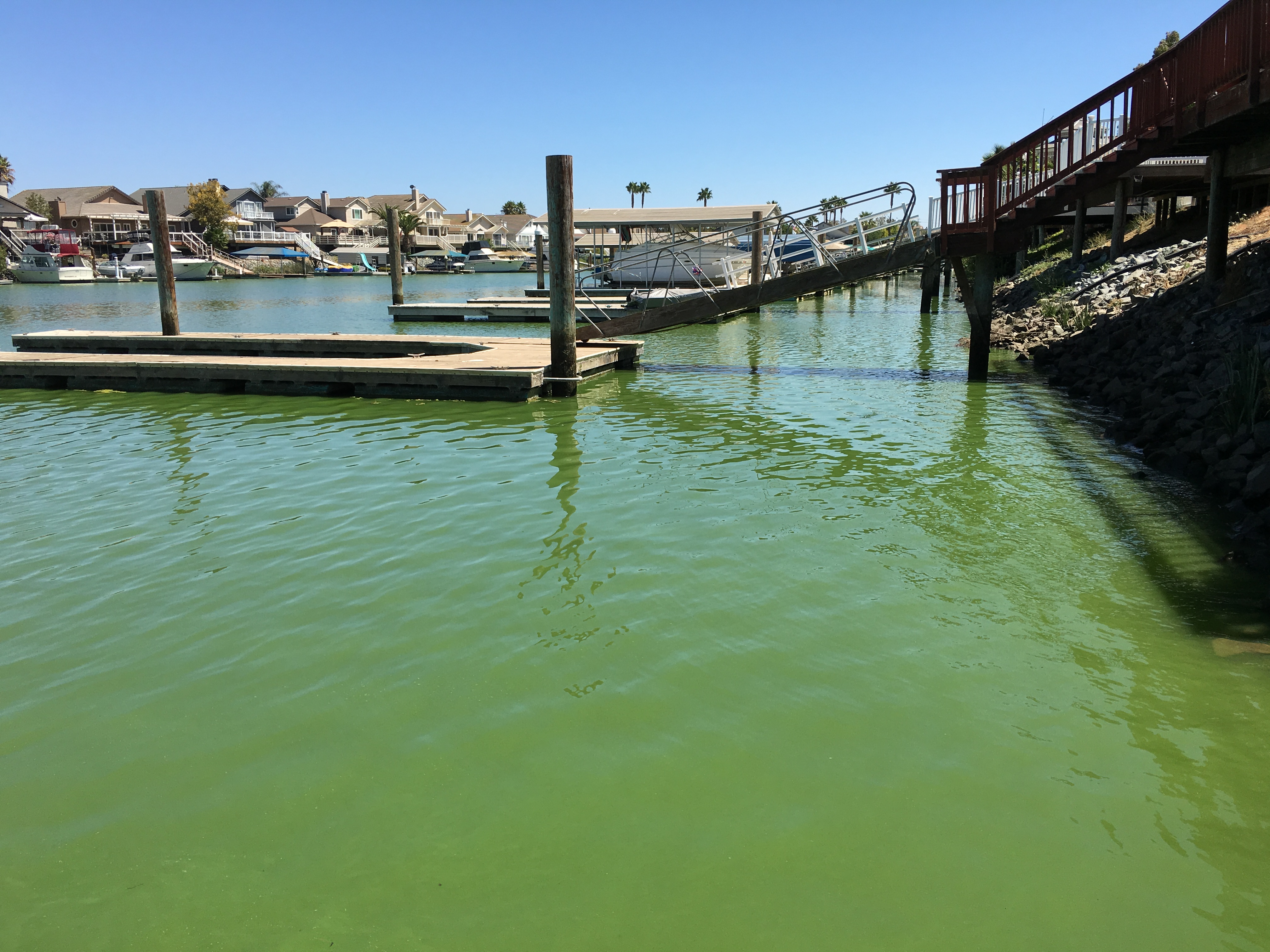 Toxic Muck: California’s Algae Problem Is Worse Than Ever | KQED