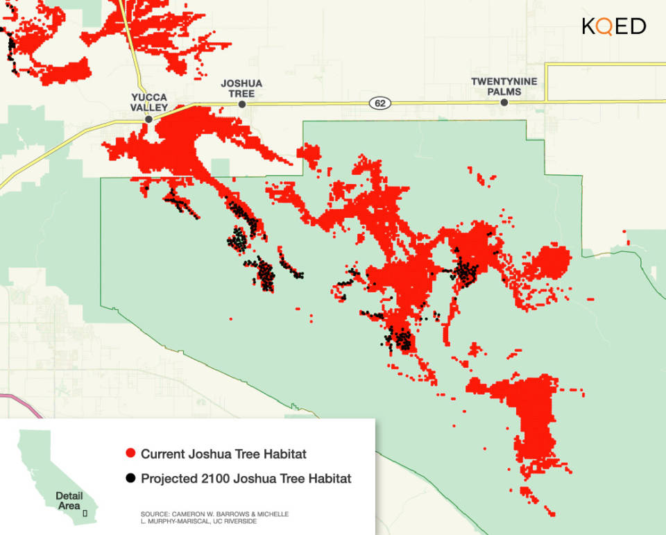 Disappearing Icons: Joshua Trees Could Die Out in Park That Bears Their ...