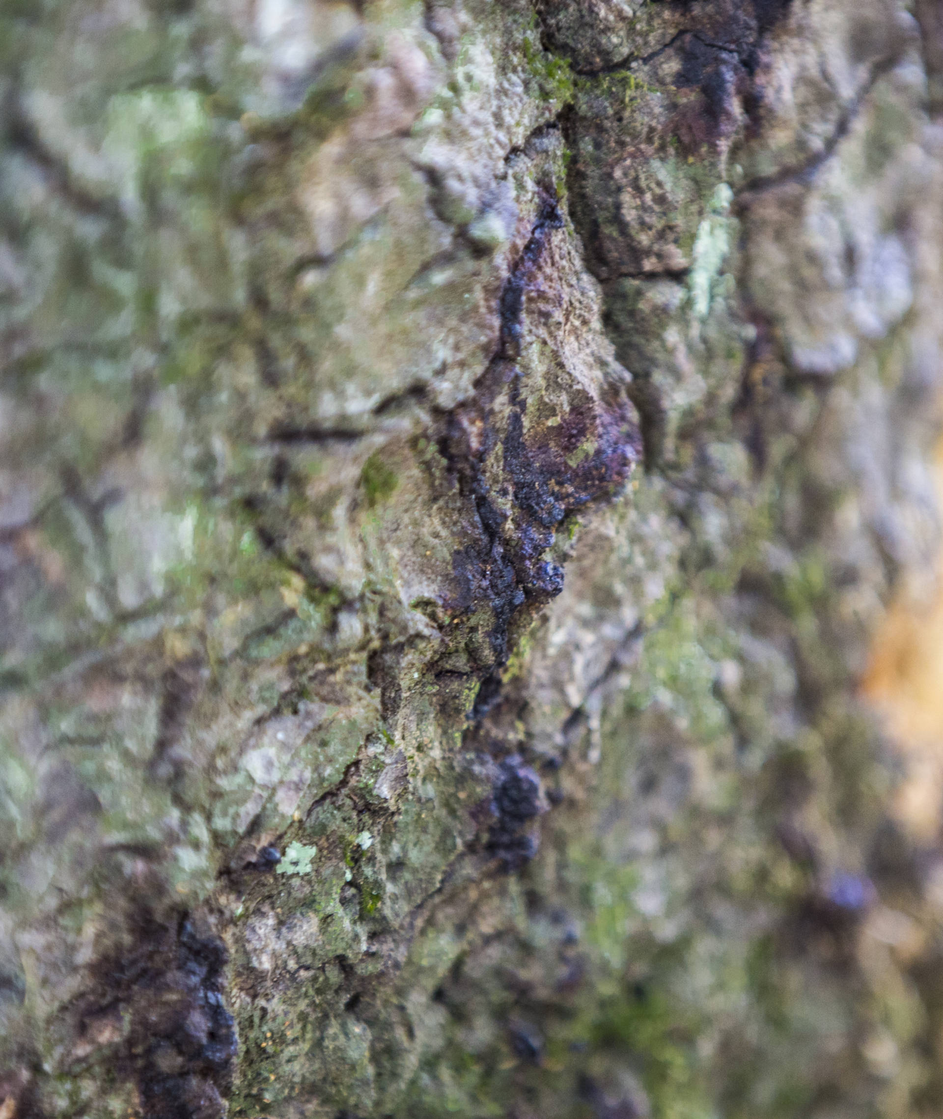 California's 70 Million Dead Trees: A 'Botanical Emergency Room' | KQED