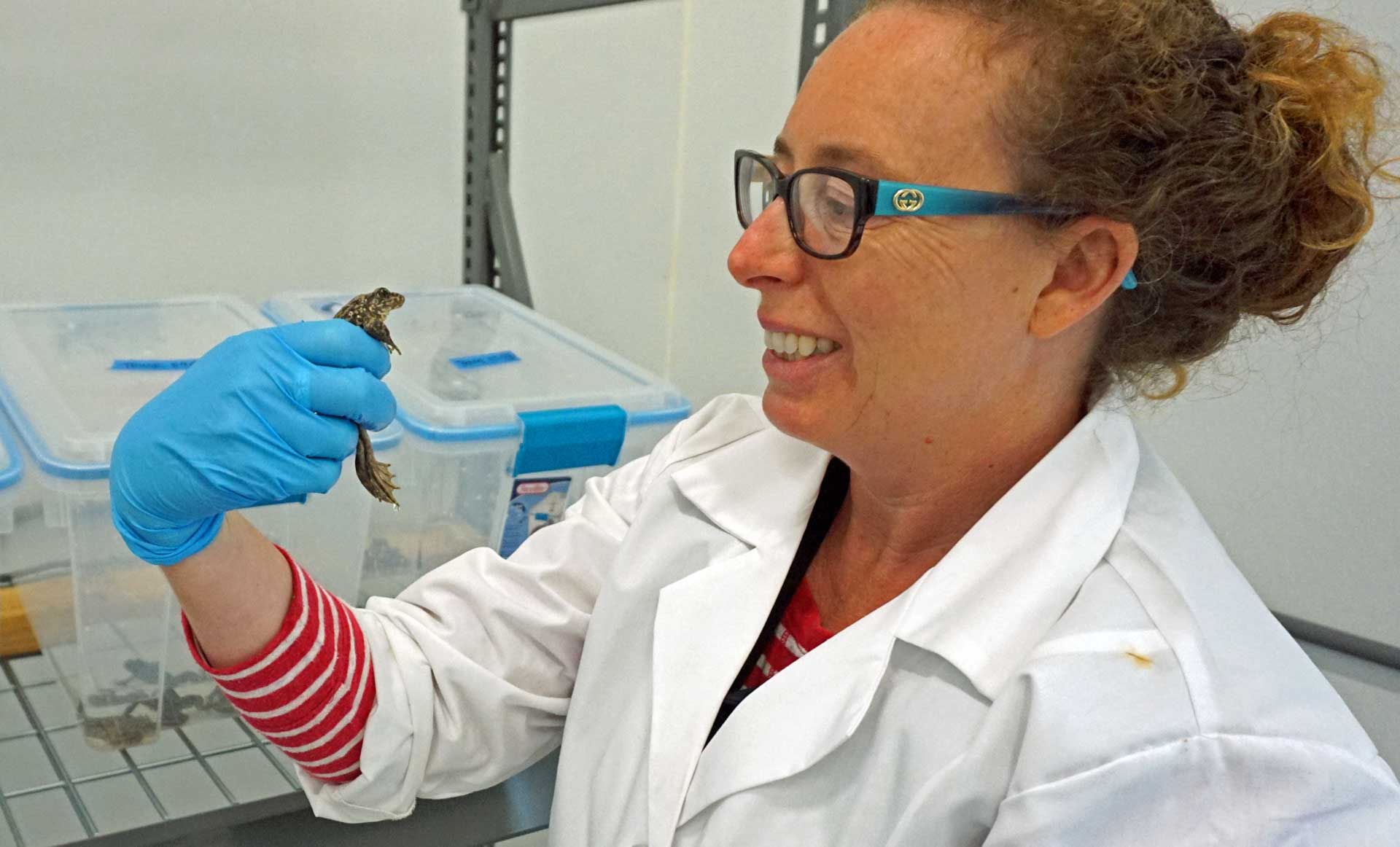 Can the Frog Apocalypse be Stopped by a New "Vaccine" ? | KQED