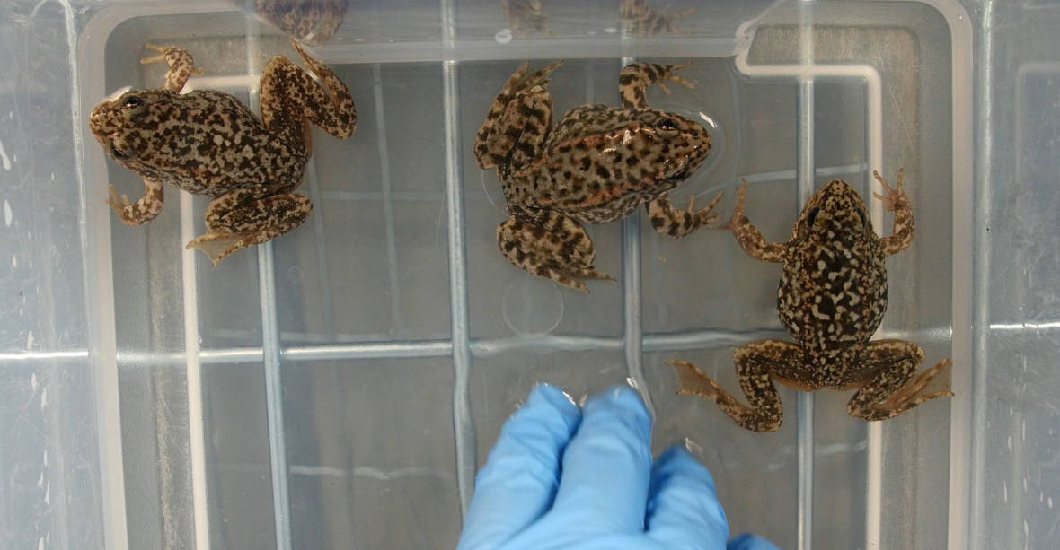 Can the Frog Apocalypse be Stopped by a New "Vaccine" ? | KQED