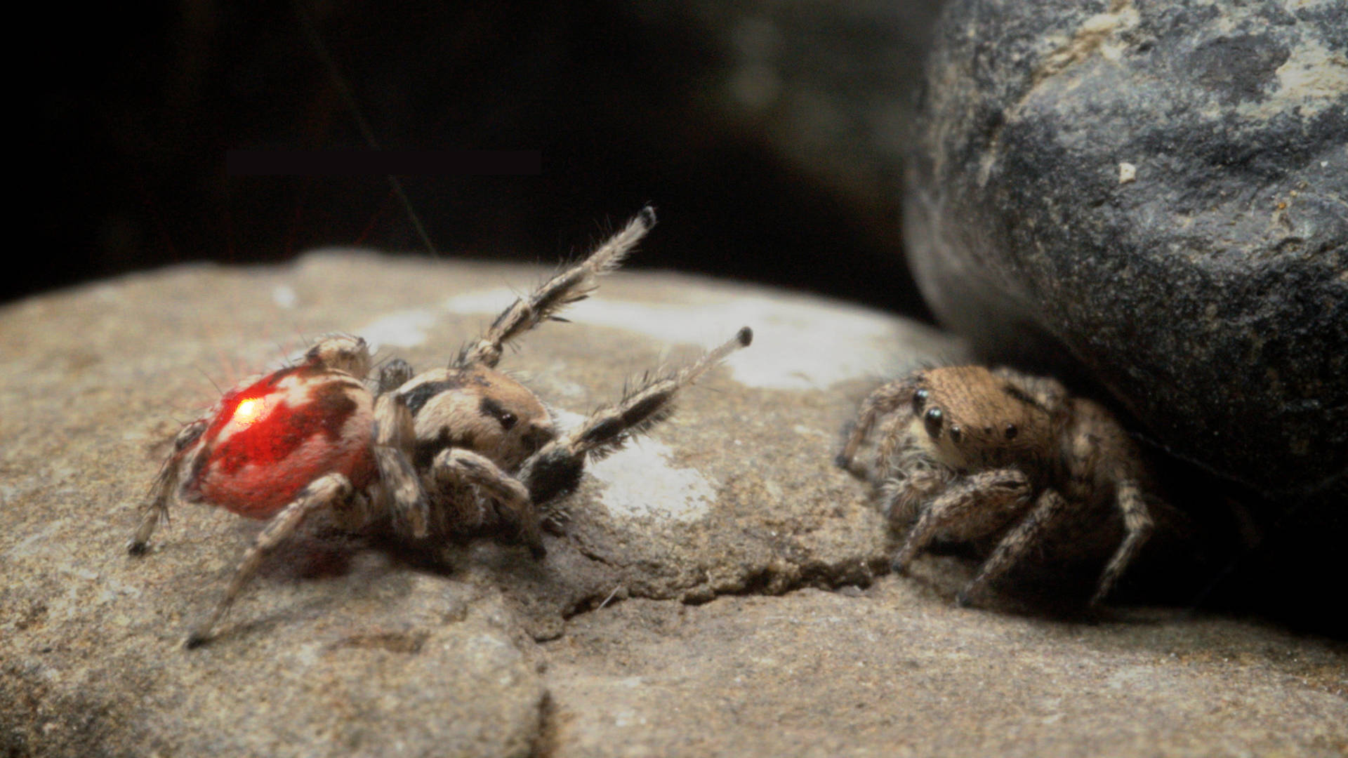 For These Tiny Spiders, It's Sing or Get Served | KQED