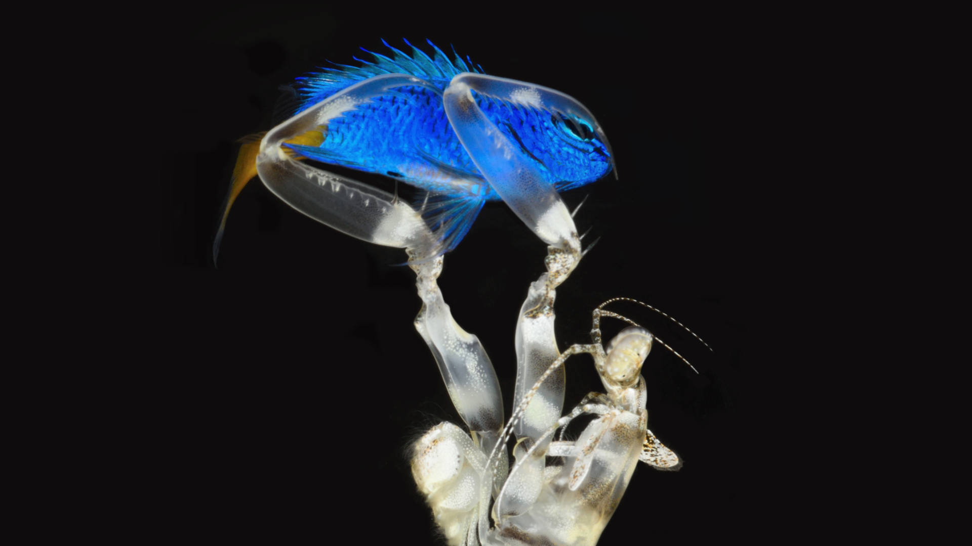 The Snail-Smashing, Fish-Spearing, Eye-Popping Mantis Shrimp | KQED