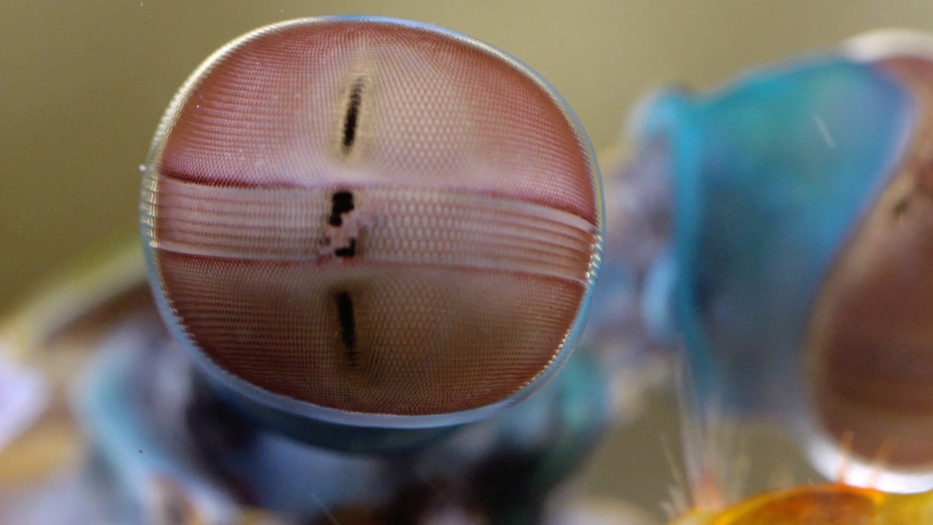 The Snail-Smashing, Fish-Spearing, Eye-Popping Mantis Shrimp | KQED