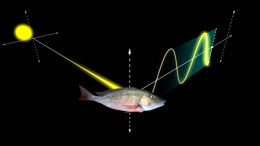 The Snail-Smashing, Fish-Spearing, Eye-Popping Mantis Shrimp | KQED