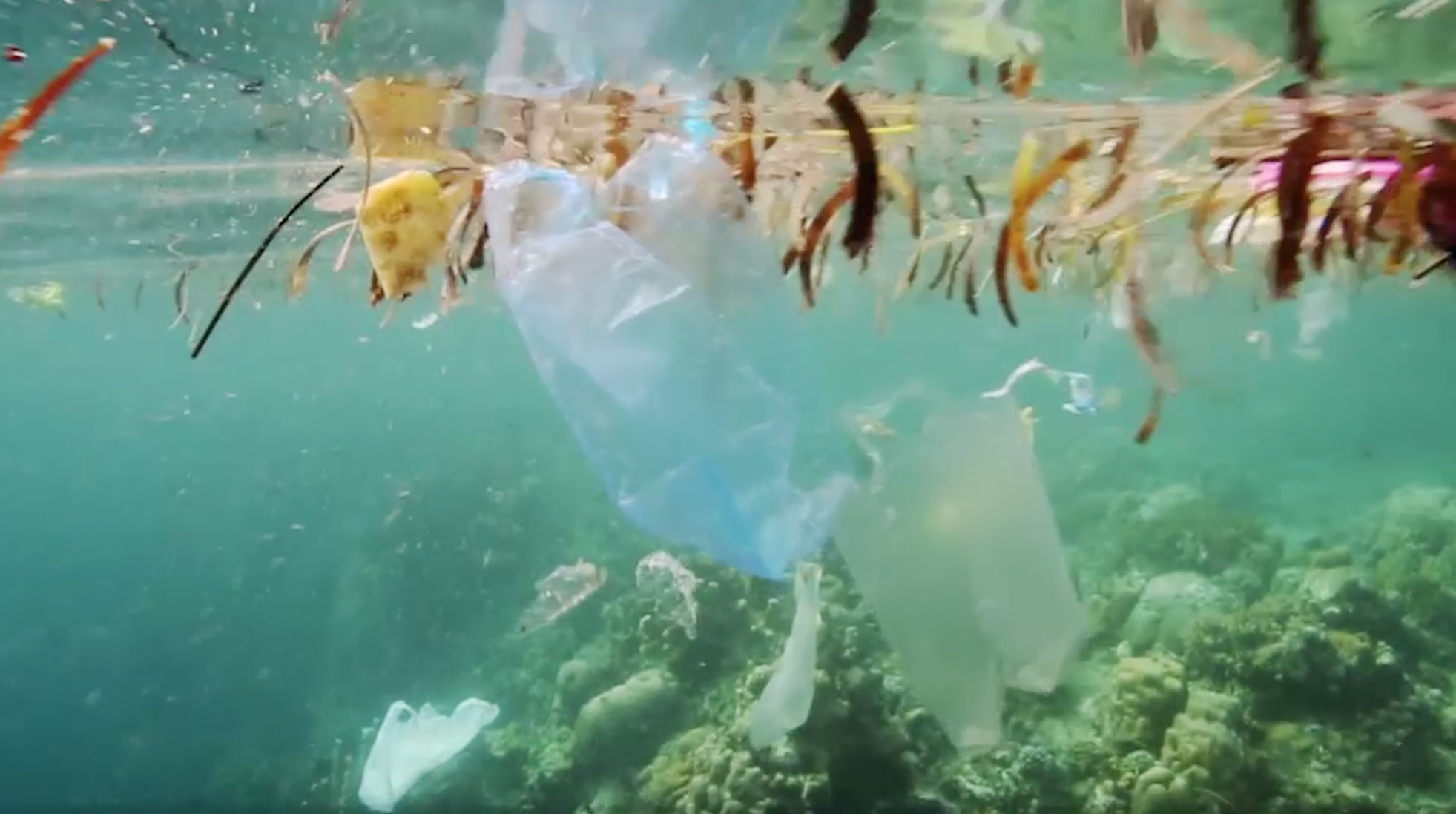 Pity the Plastic Bag: Will Californians Seal Its Fate With a Ban? | KQED