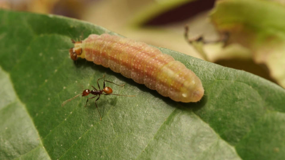 The Double-Crossing Ants to Whom Friendship Means Nothing | KQED