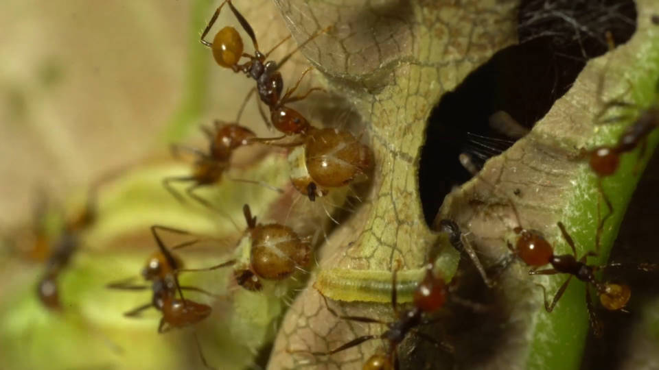 The Double-Crossing Ants to Whom Friendship Means Nothing | KQED