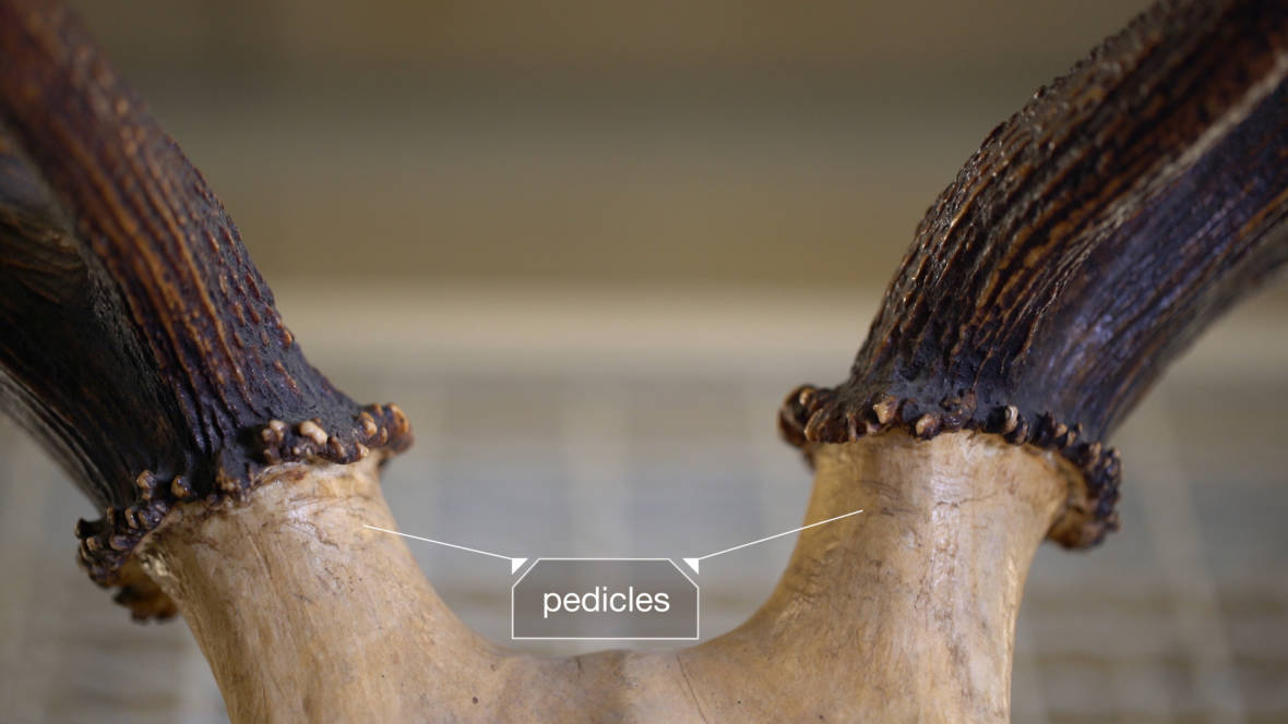 Why Reindeer and Their Cousins are Total Boneheads | KQED