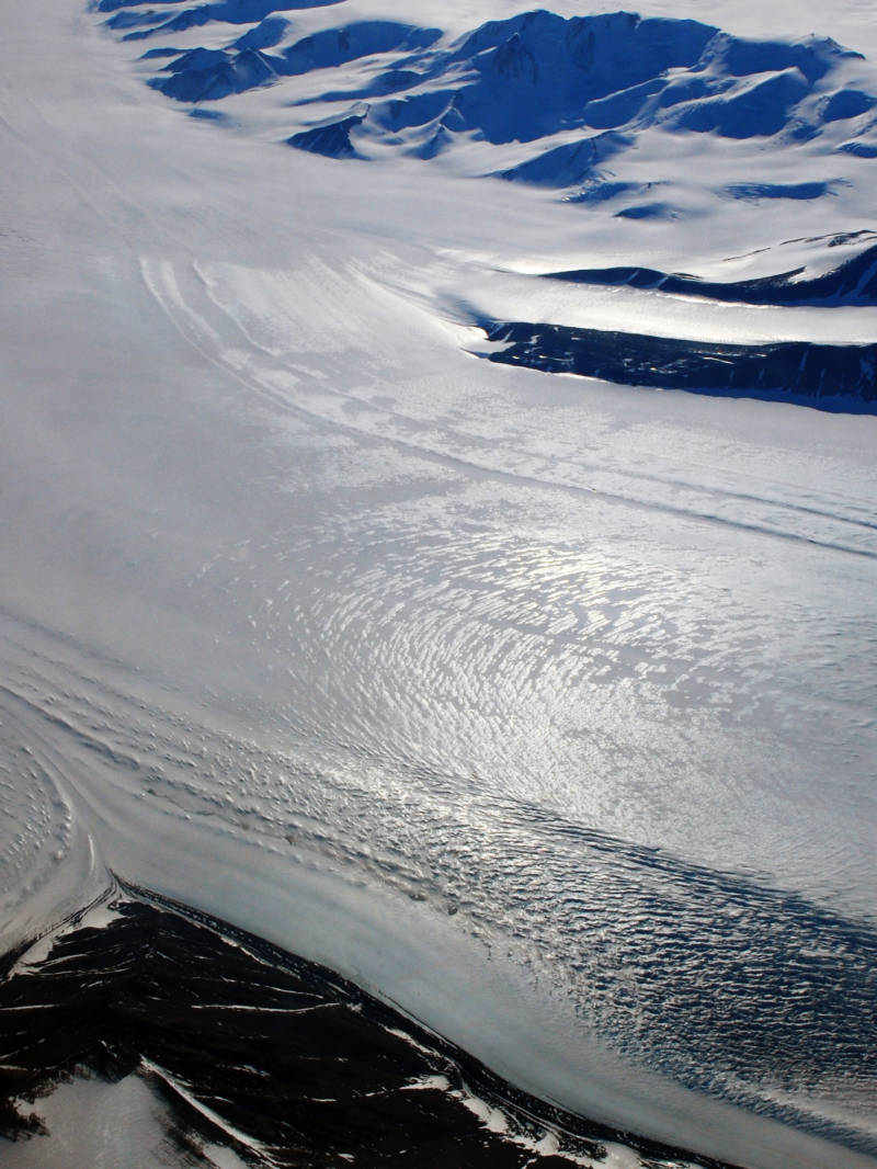 Antarctic Beetle Species Discovery Doubles as Birthday Gift to ...