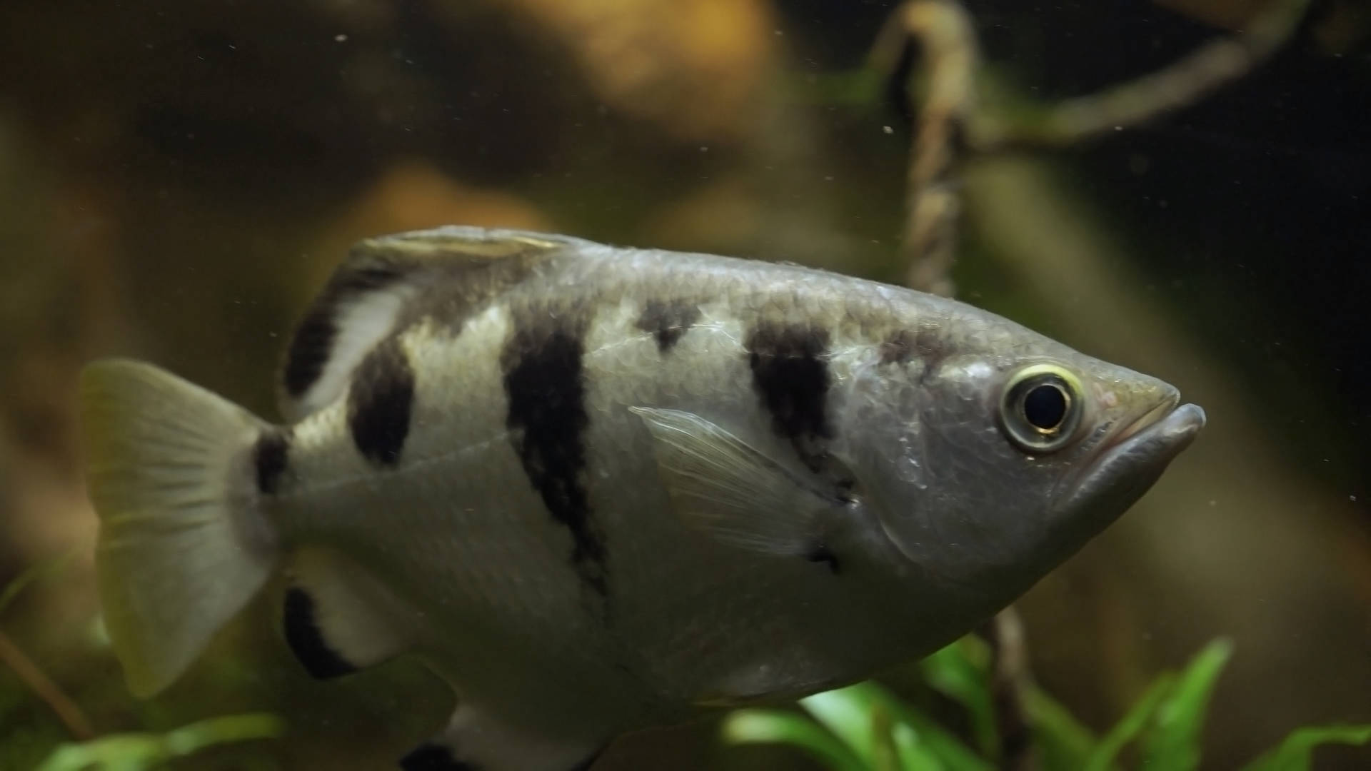 Archerfish Says..."I Spit in Your Face!" | KQED