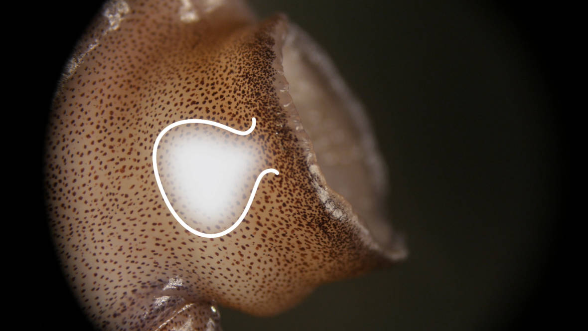 If Your Hands Could Smell, You’d Be an Octopus | KQED