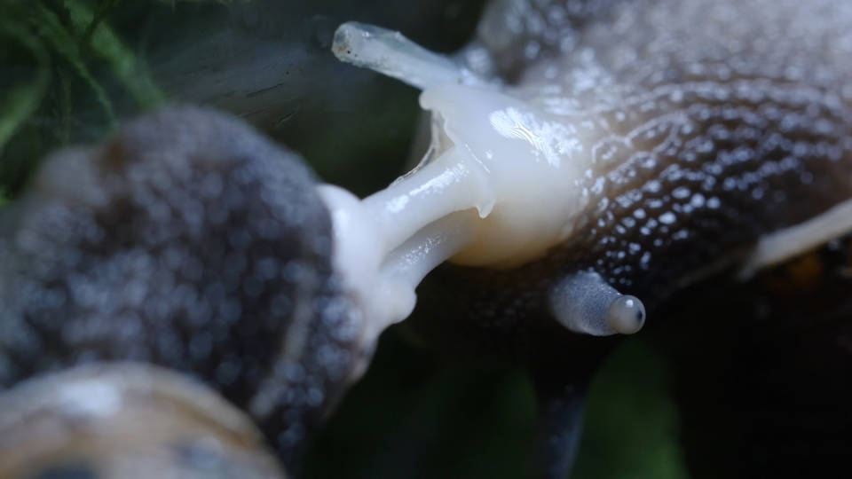 Everything You Never Wanted to Know About Snail Sex | KQED