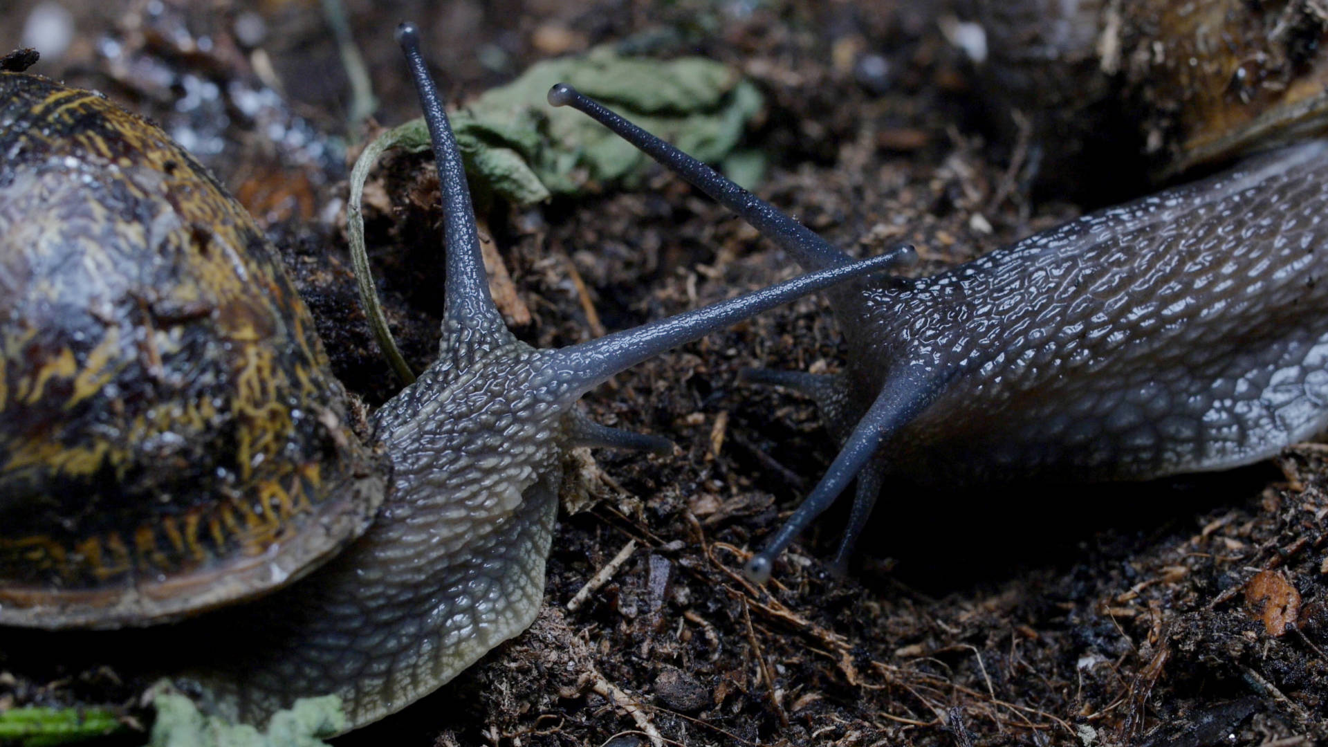 Everything You Never Wanted to Know About Snail Sex | KQED