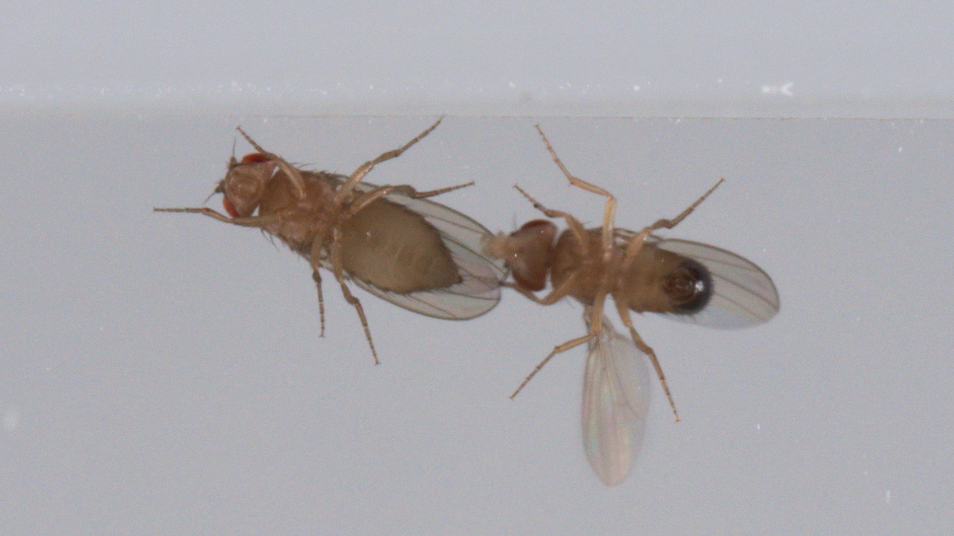 These Fighting Fruit Flies Are Superheroes of Brain Science | KQED