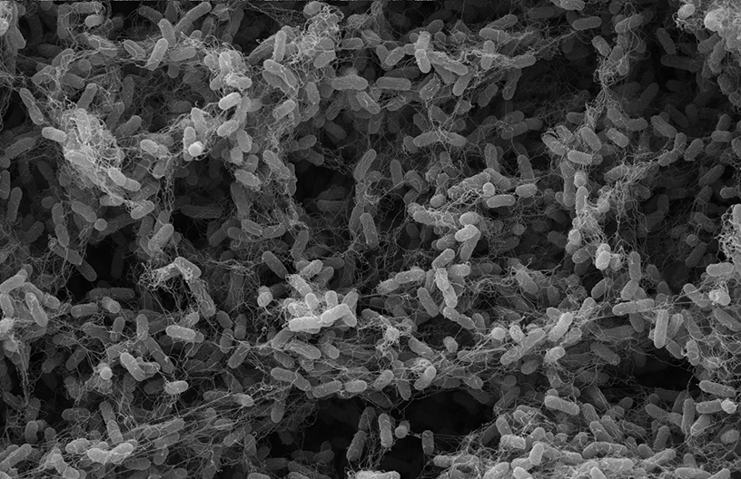 Want to Cut Carbon Emissions? Try Growing Cement Bricks With Bacteria ...