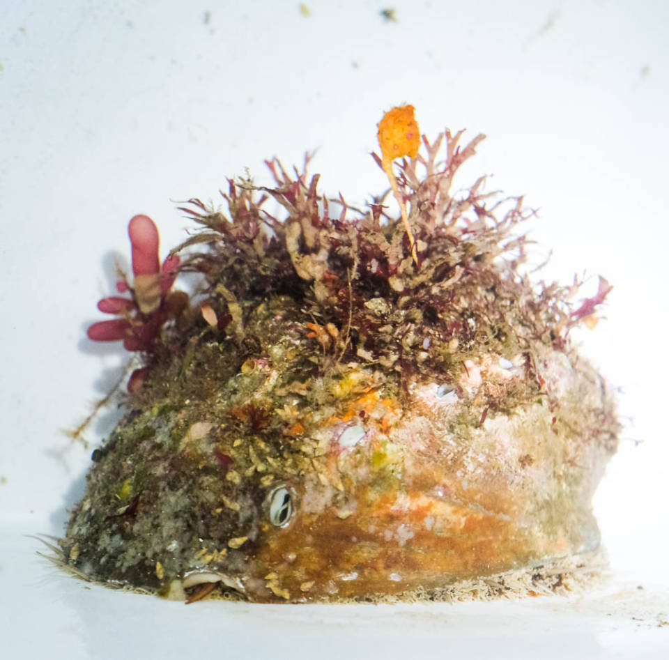 The Extraordinary Effort to Save the White Abalone | KQED