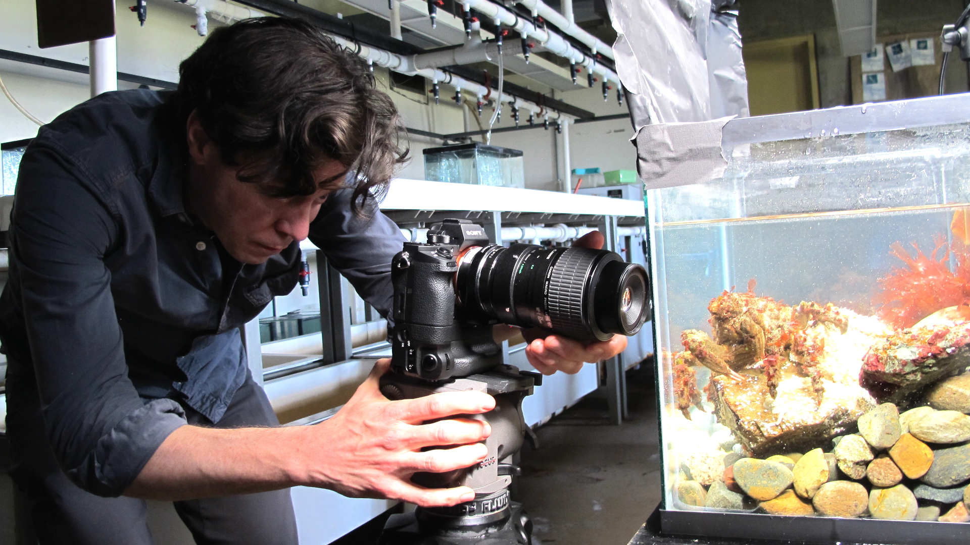Behind the Scenes With Deep Look: The Diva Decorator Crabs | KQED