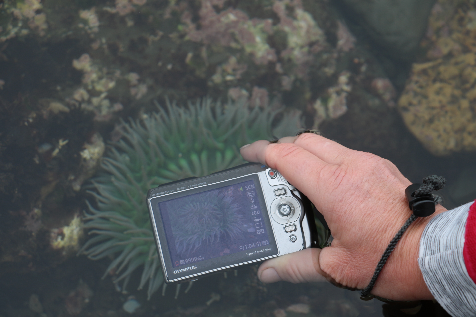 Science for the People: Grab Your Phone and Help Snap Pictures of ...