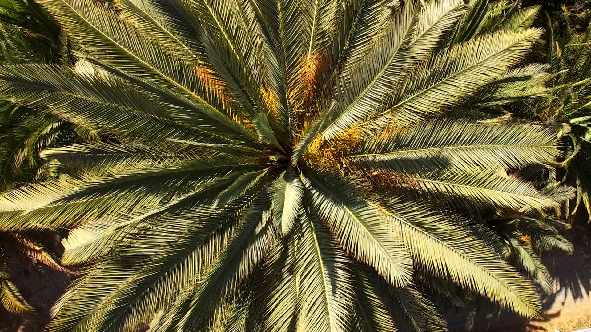 A Real Alien Invasion Is Coming to a Palm Tree Near You | KQED