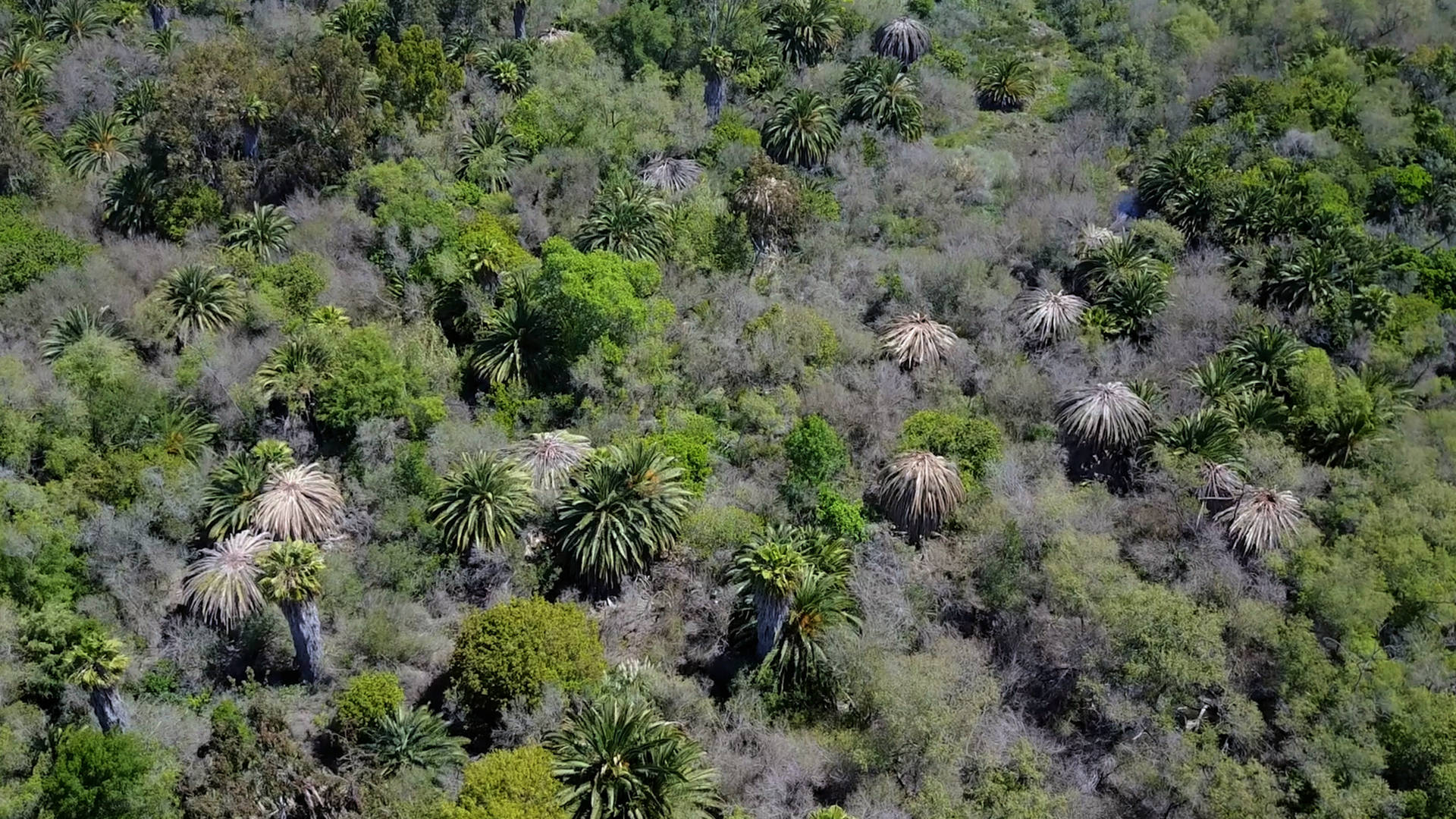 A Real Alien Invasion Is Coming to a Palm Tree Near You | KQED