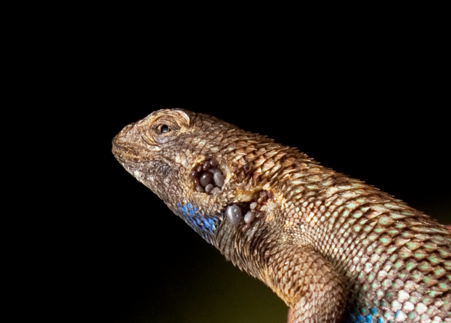 Know How to Protect Yourself From Lyme Disease on Bay Area Hikes | KQED