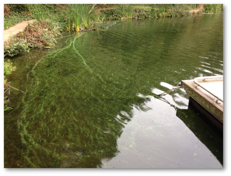 Lakes Reopened in Bay Area, but Risks of Algae Blooms Persist | KQED