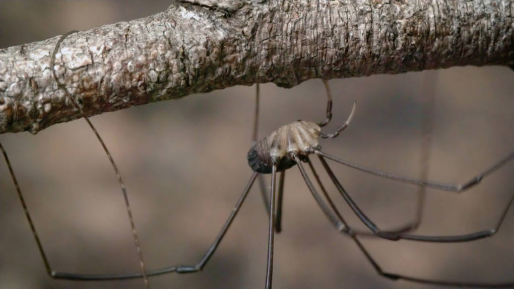 Daddy Longlegs Risk Life...and Especially Limb...to Survive | KQED