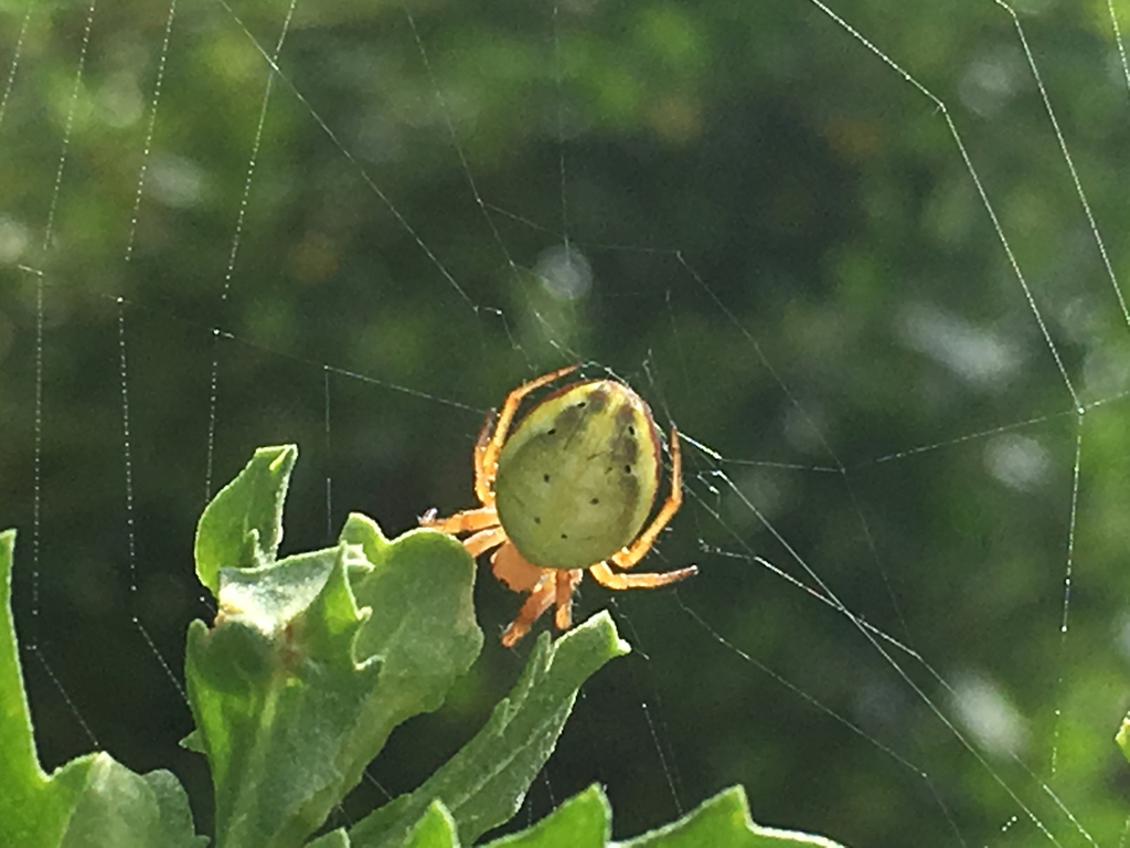Help Make History: Eclipse Projects for Citizen Scientists | KQED