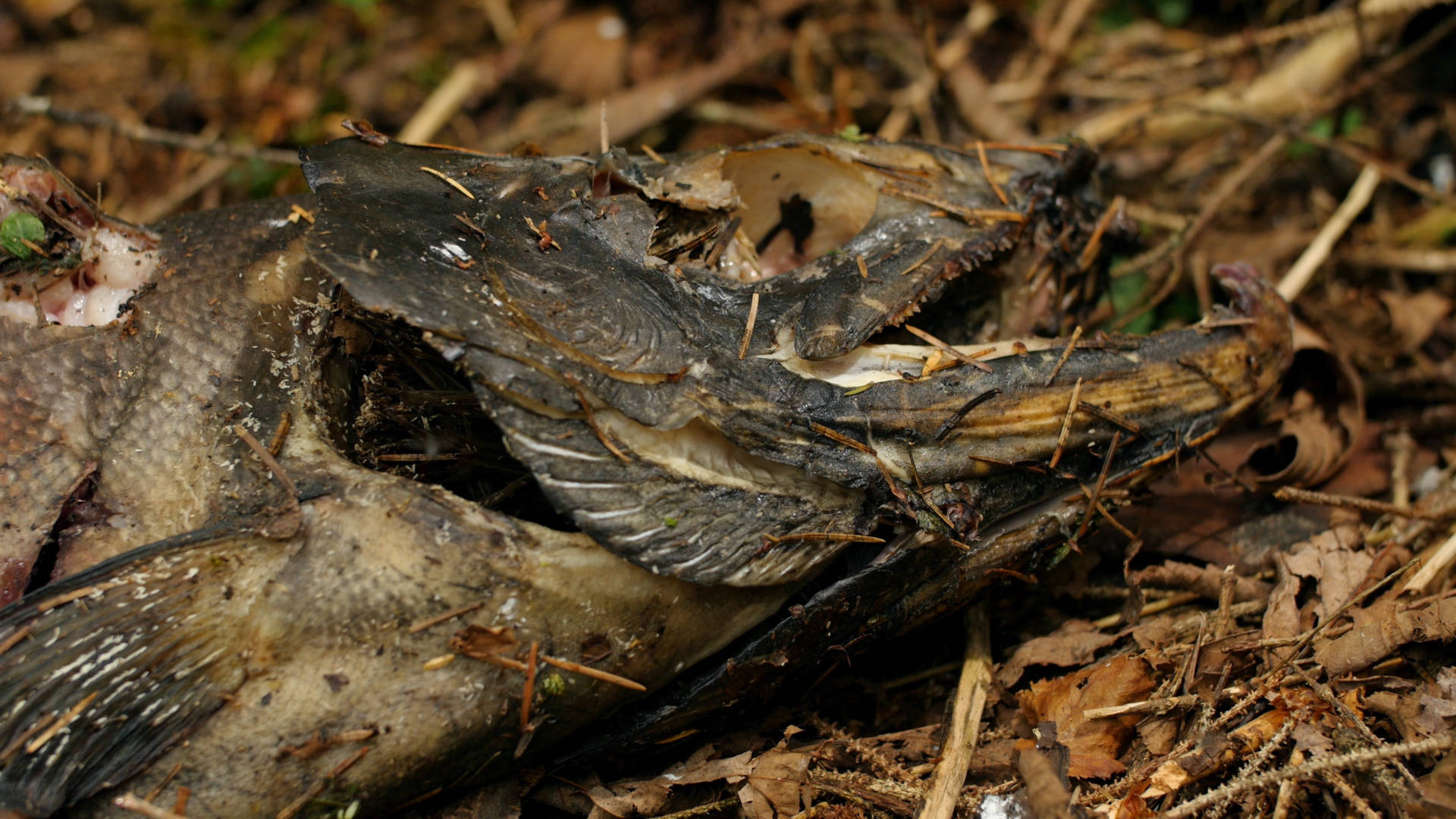 There's Something Fishy About These Trees ... | Deep Look | KQED