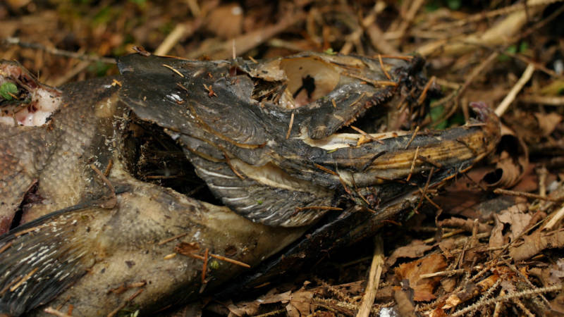 There's Something Fishy About These Trees ... | Deep Look | KQED