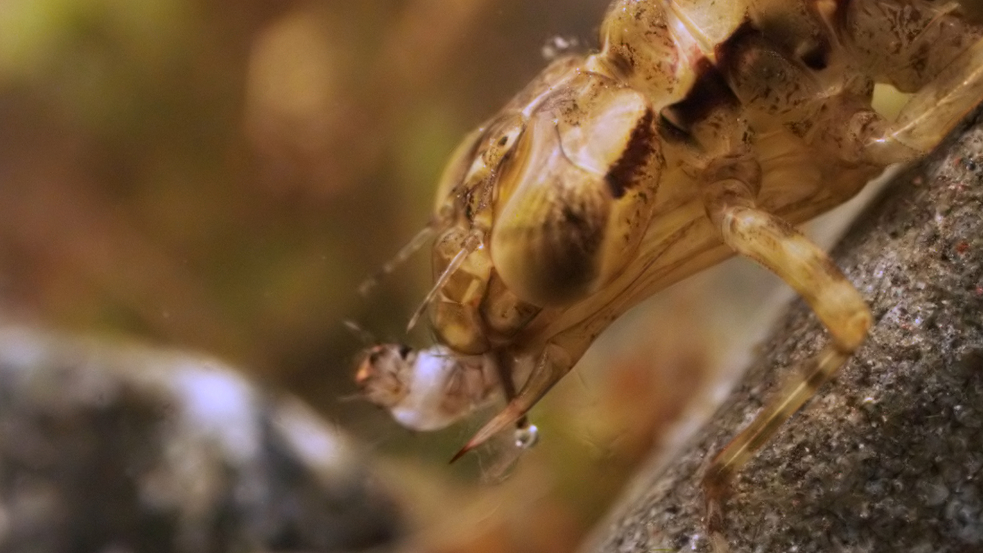 A Baby Dragonfly's Mouth Will Give You Nightmares | KQED