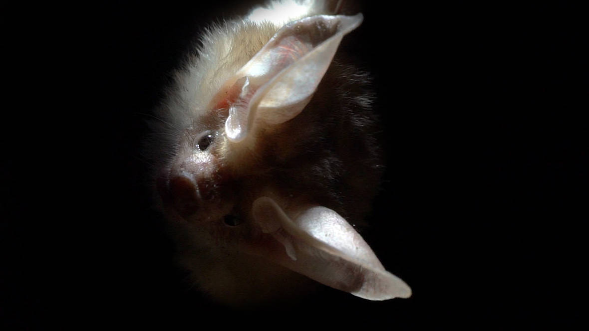 These Whispering, Walking Bats Are Onto Something | KQED