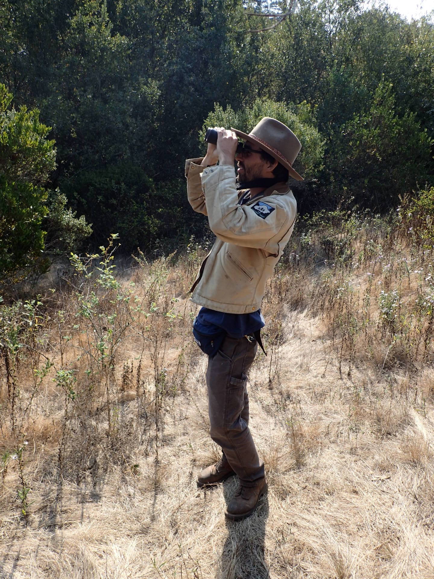 The Lonely Call of the Last San Francisco Quail | KQED