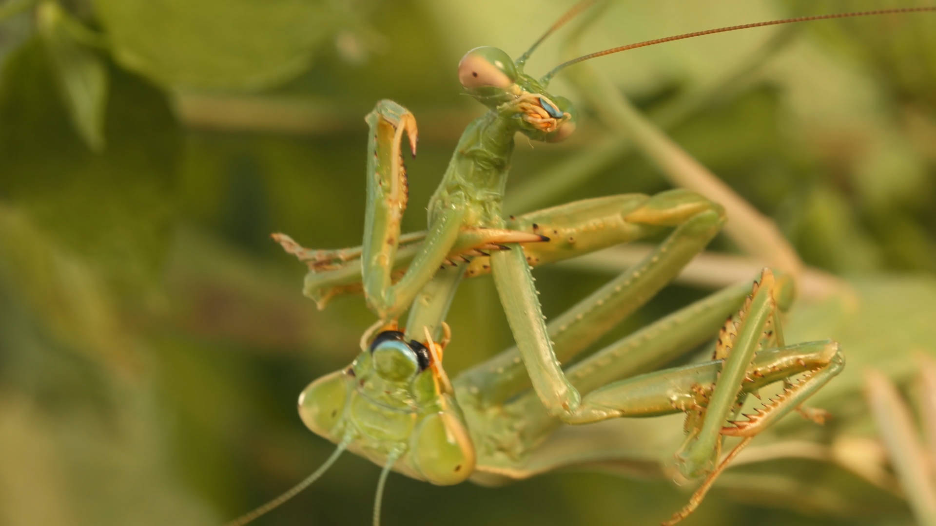 Praying Mantis Love Is Waaay Weirder Than You Think | Deep Look | KQED