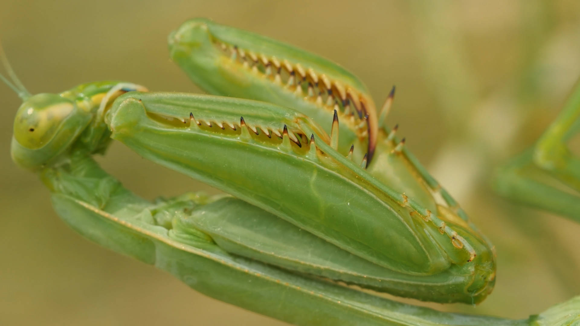 Praying Mantis Love Is Waaay Weirder Than You Think | Deep Look | KQED