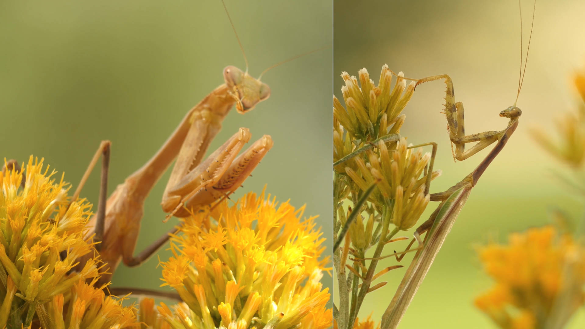 Praying Mantis Love Is Waaay Weirder Than You Think | Deep Look | KQED