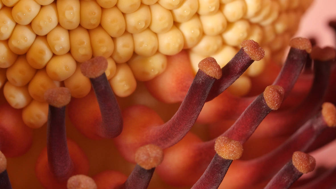 This Giant Plant Looks Like Raw Meat and Smells Like Dead Rat | KQED