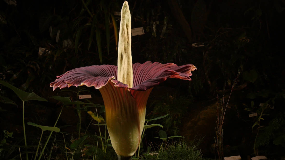 This Giant Plant Looks Like Raw Meat and Smells Like Dead Rat | KQED