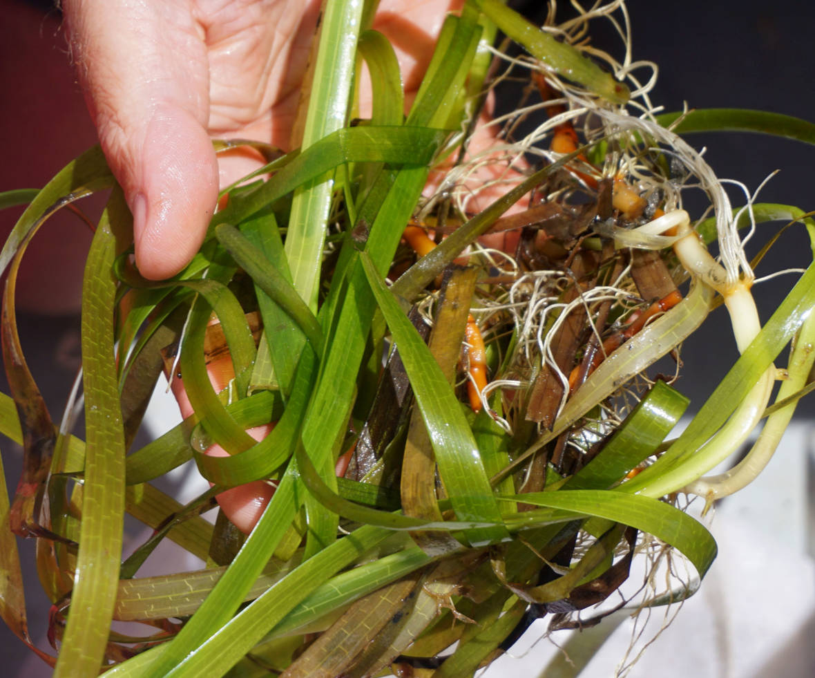 The Lowly Seagrass That Could Save Your Oysters From Climate Change | KQED