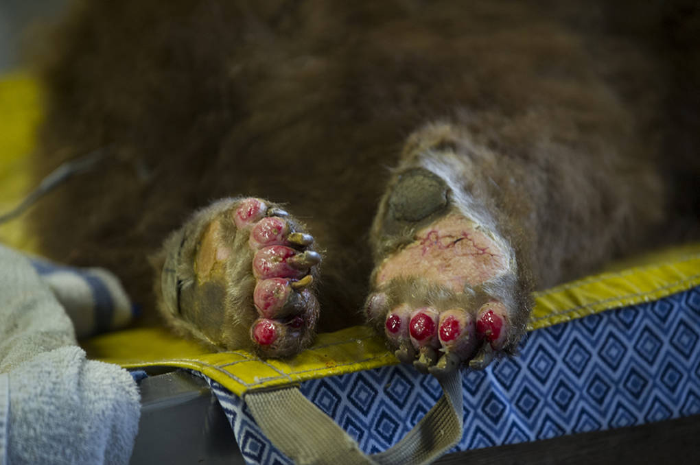 Bears Burned in California Wildfires Go Holistic for Pain | KQED