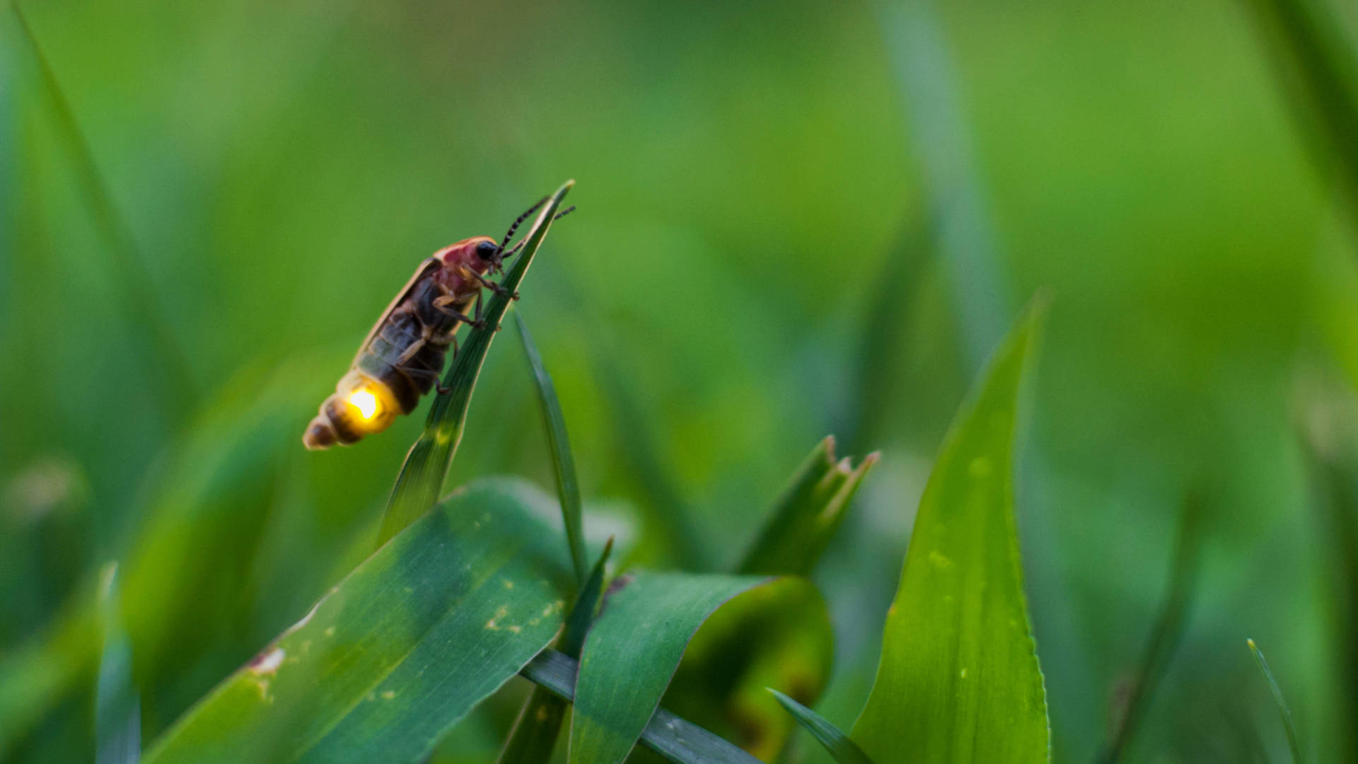 So ... Sometimes Fireflies Eat Other Fireflies | KQED