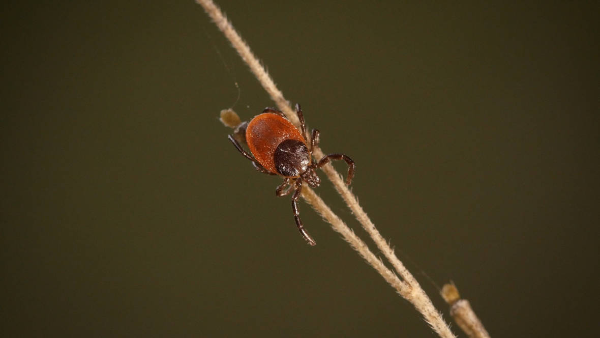 How Ticks Dig In With a Mouth Full of Hooks | KQED