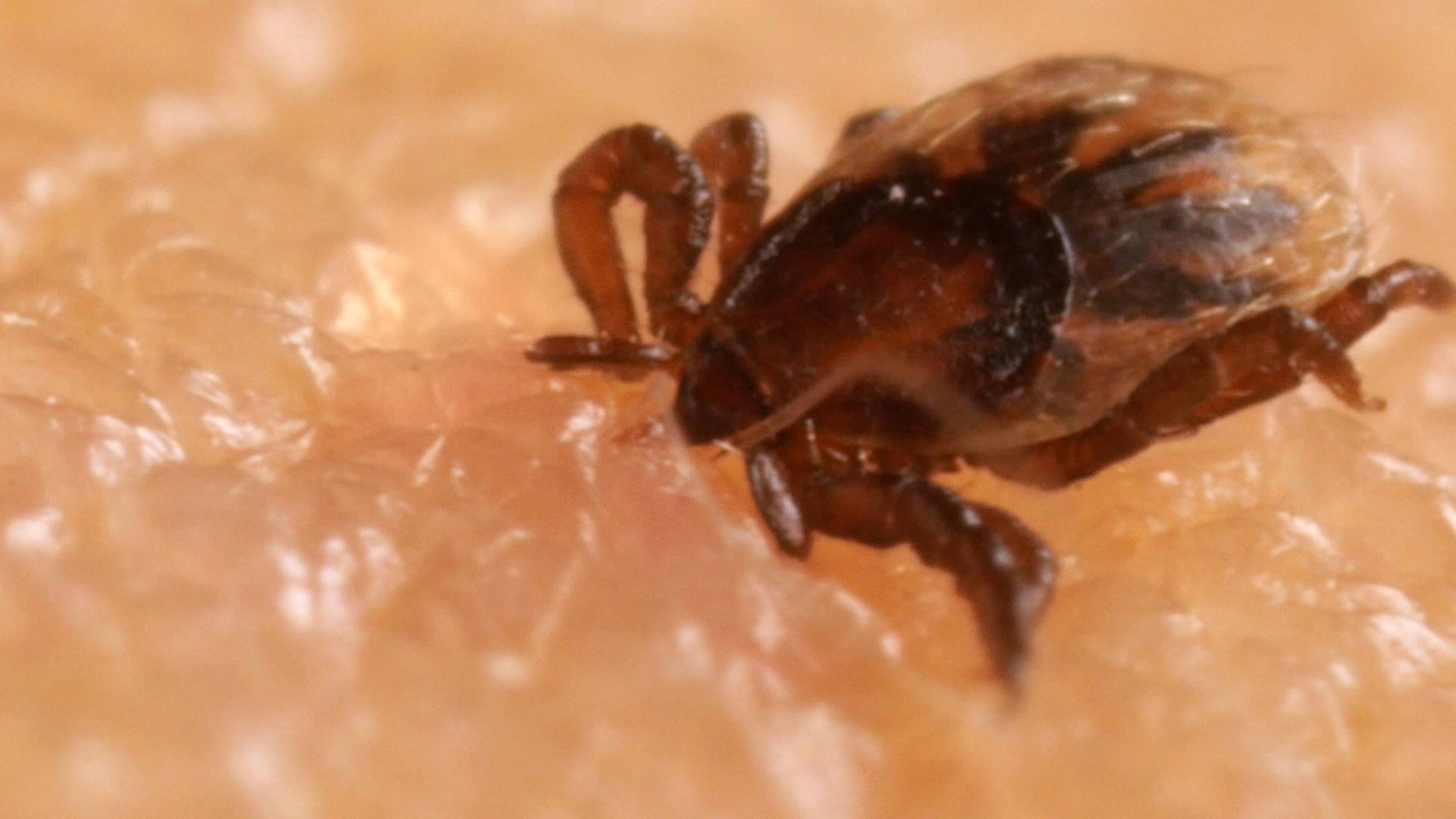 How Ticks Dig In With a Mouth Full of Hooks | KQED