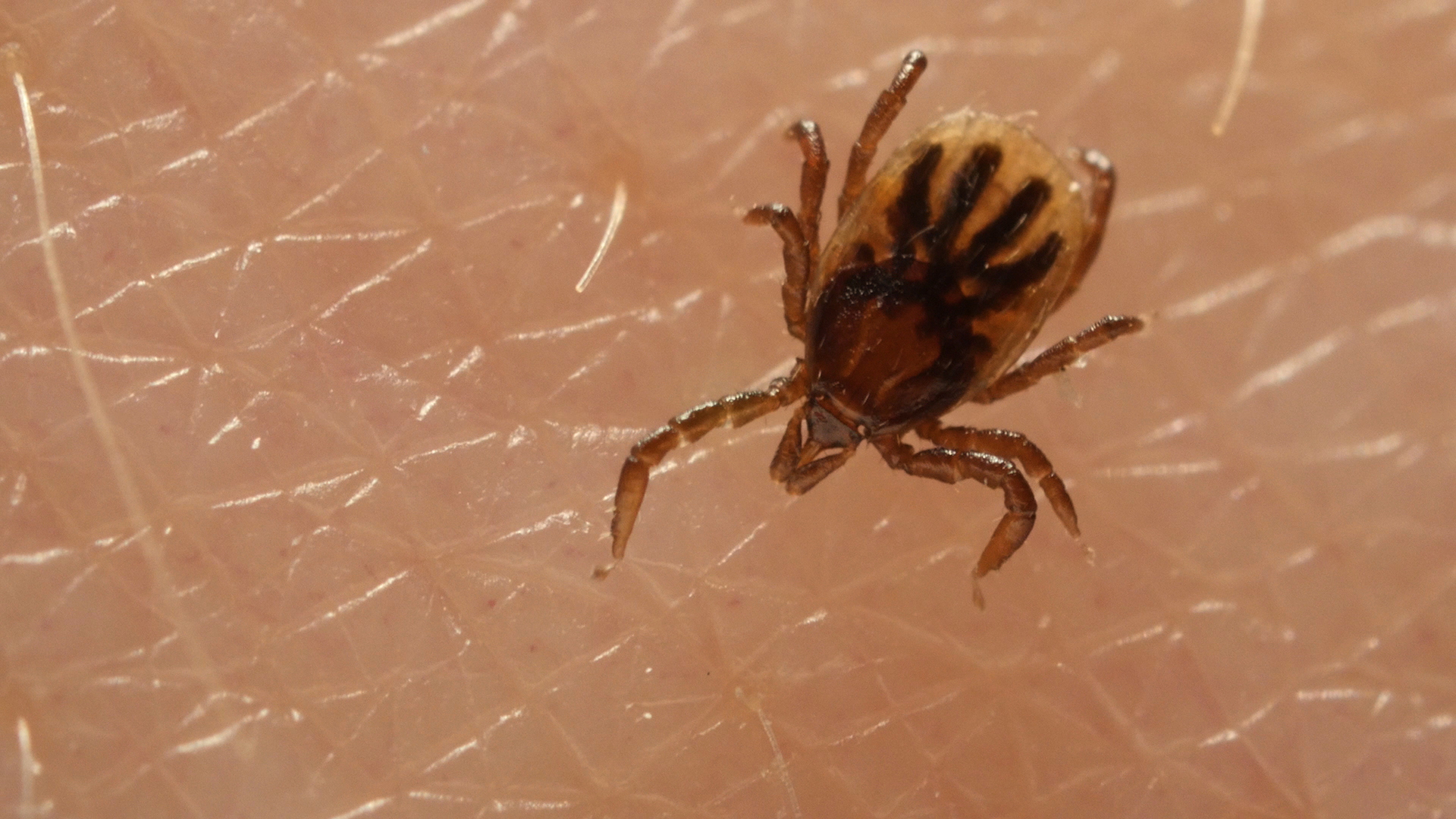 How Ticks Dig In With a Mouth Full of Hooks | KQED